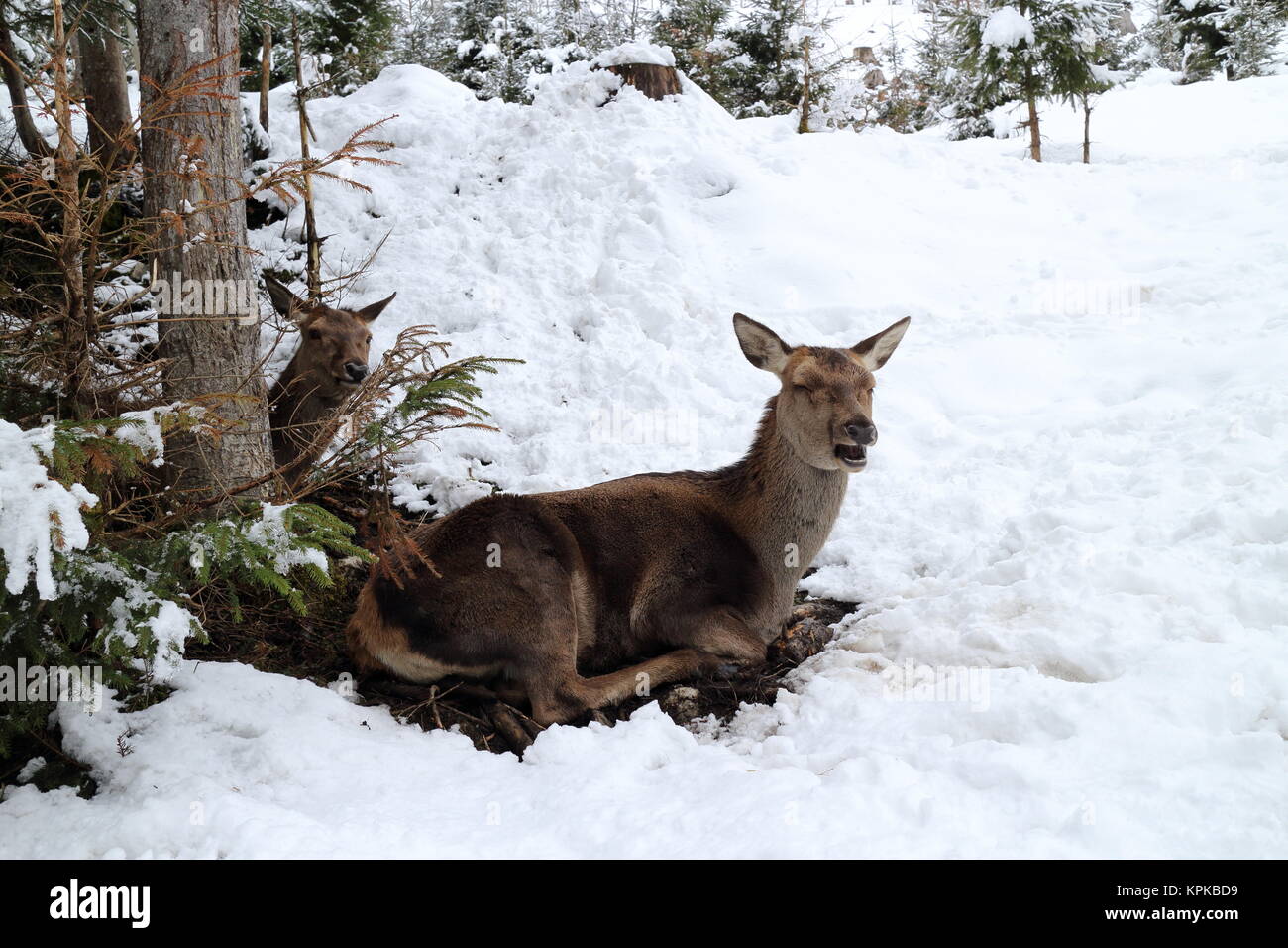 doe in snow Stock Photo - Alamy