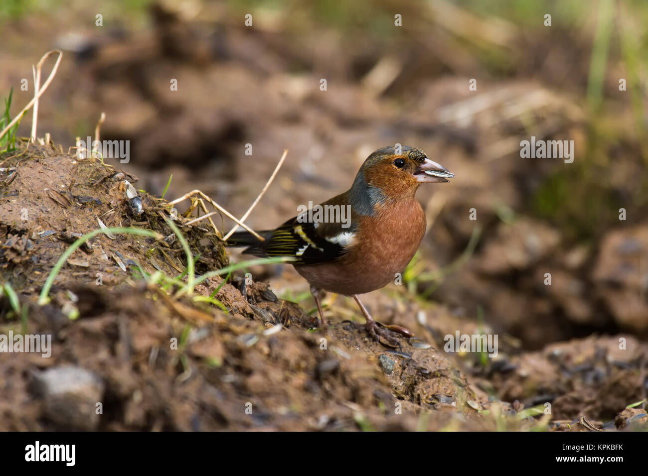 Buchfink 4, Chaffinch 4 Stock Photo - Alamy