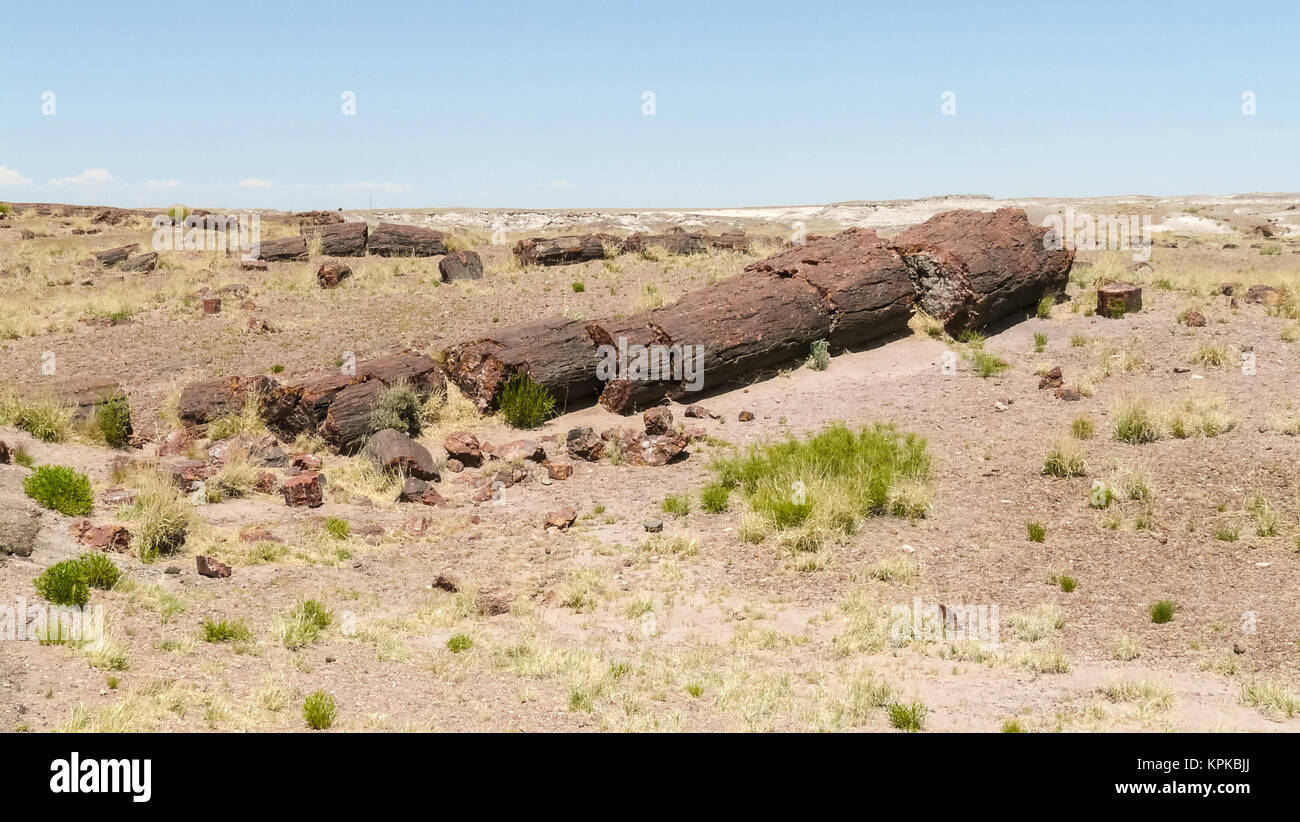 Tree fossils hi-res stock photography and images - Alamy