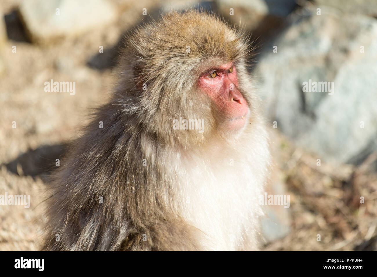 Happy monkey smiles hi-res stock photography and images - Alamy