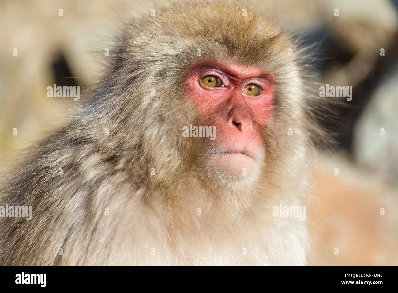 Monkey close up Stock Photo - Alamy