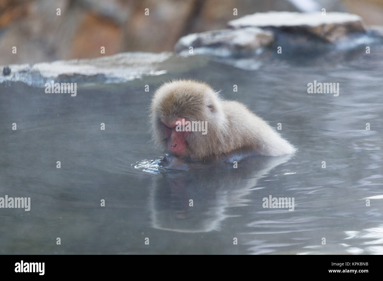 Monkey enjoy onsen Stock Photo - Alamy