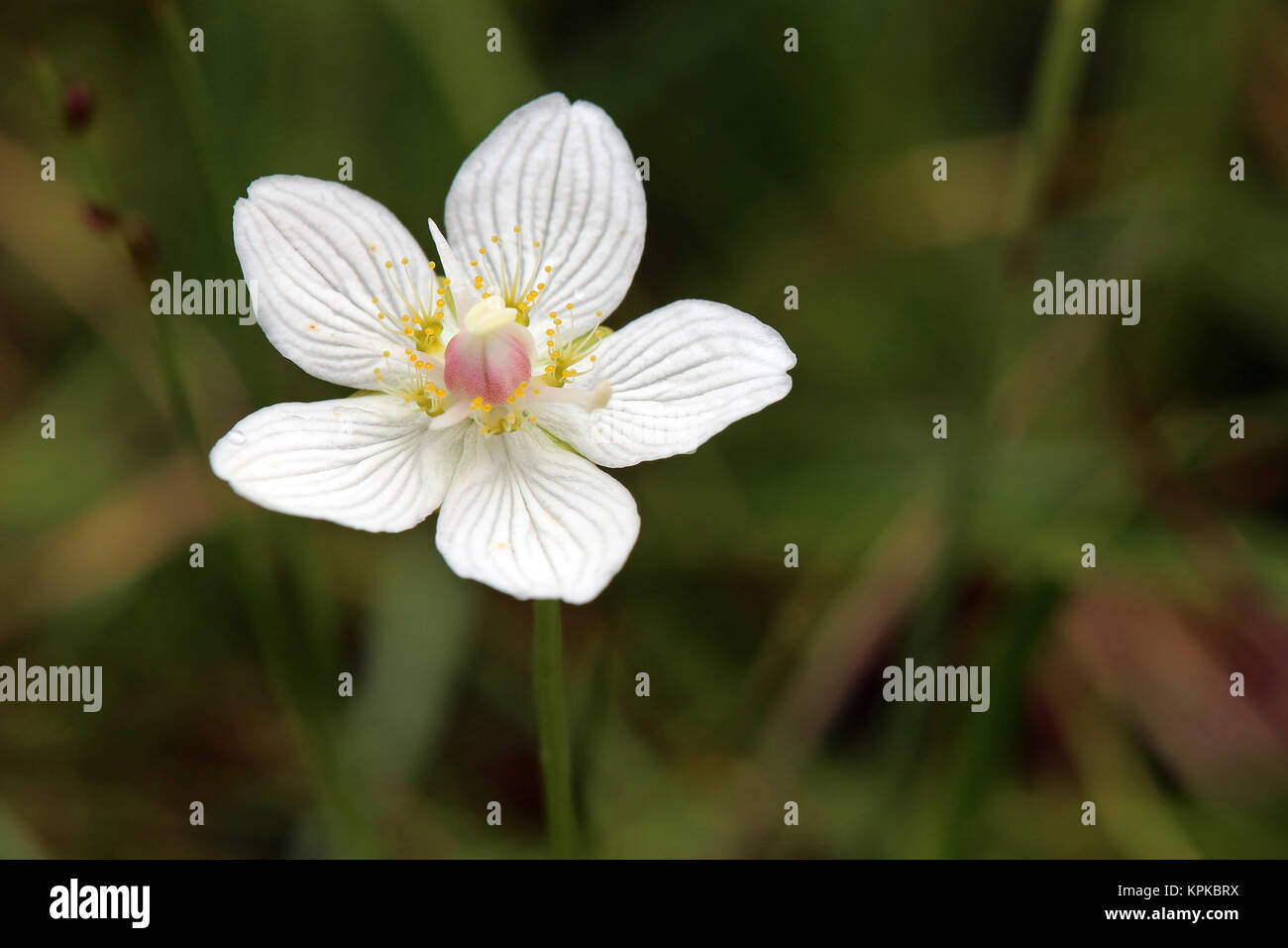 parnassia palustris parnassia palustris Stock Photo - Alamy