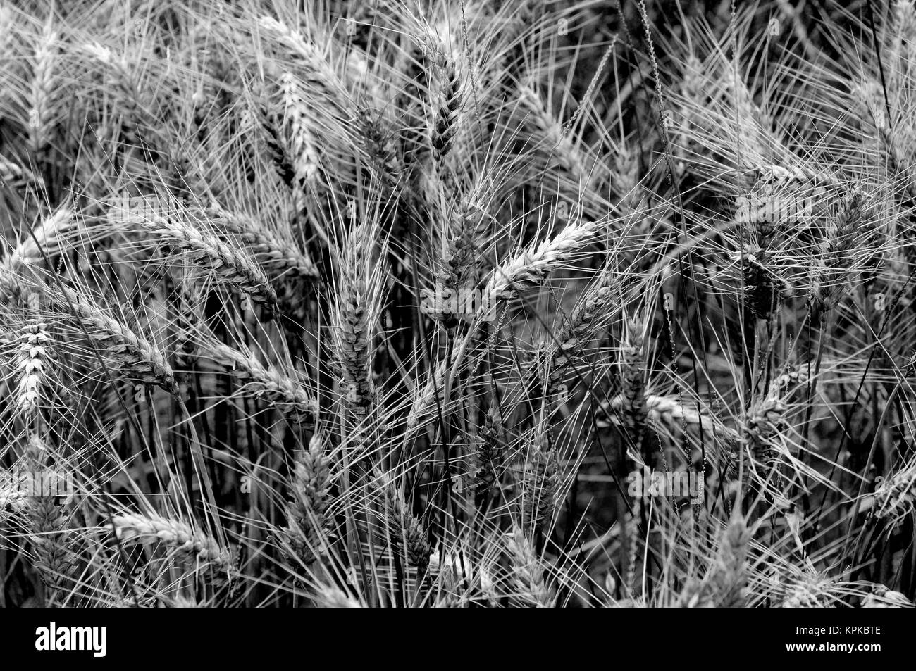 Wheat field texture background Black and White Stock Photos & Images ...