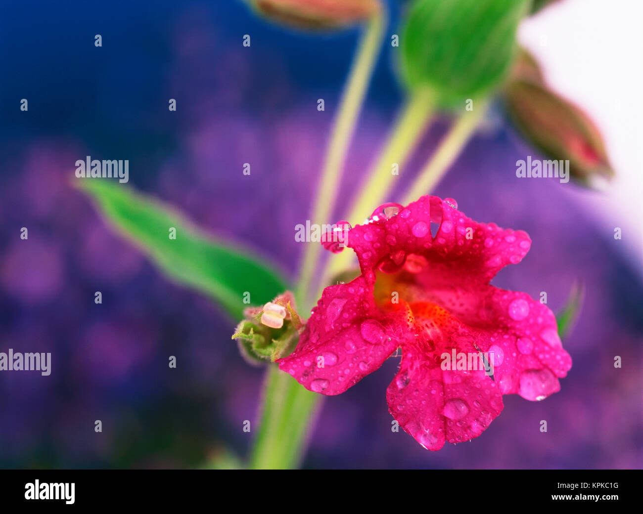 USA, Washington State, Mount Rainier National Park, View of monkey ...