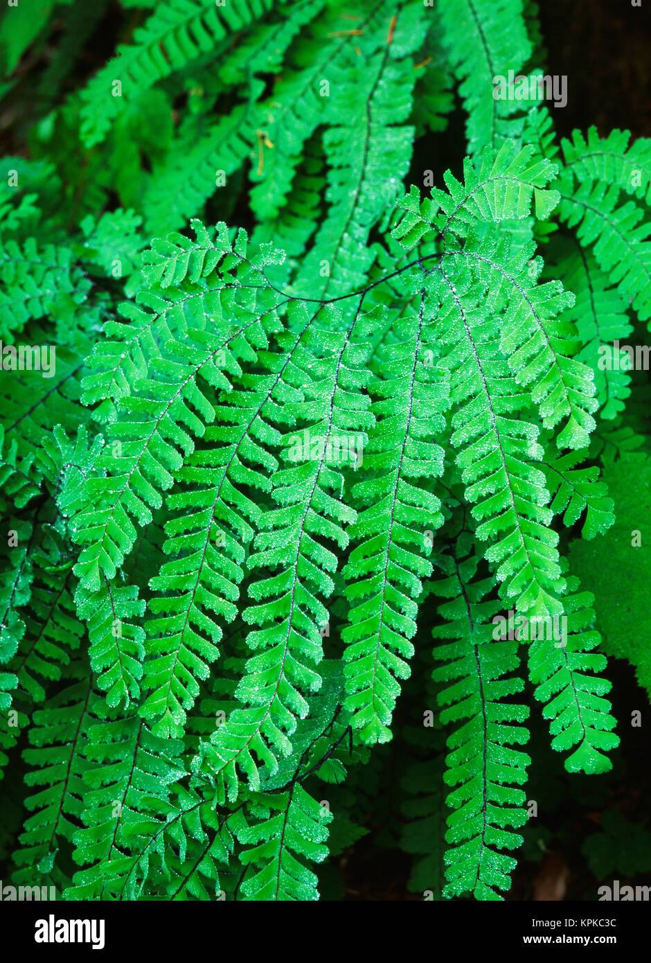 Large fern hi-res stock photography and images - Alamy