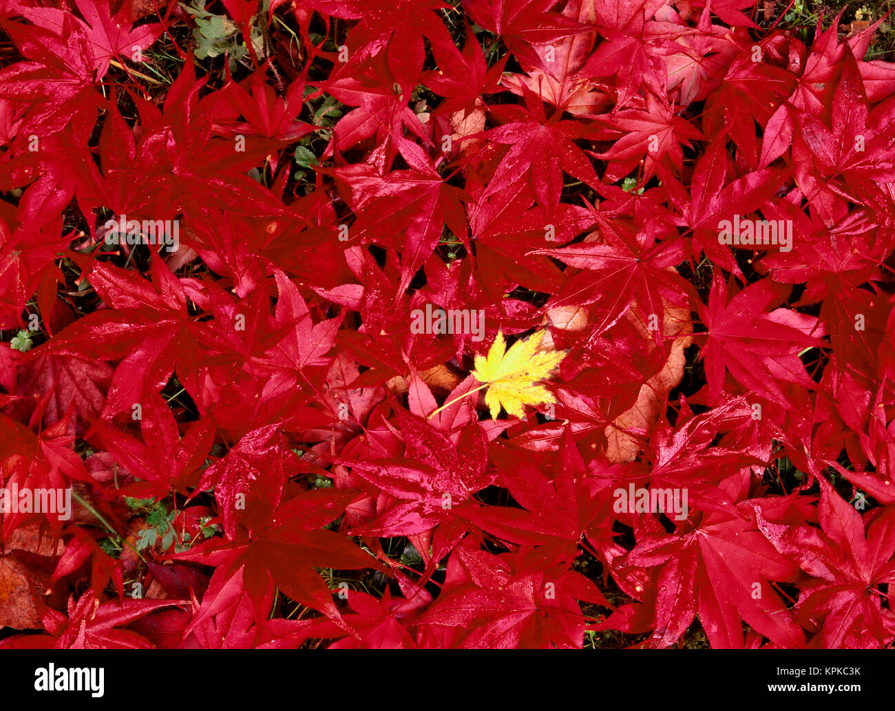 USA, Washington State, Seattle, Park Arboretum, Close up of Japanese ...