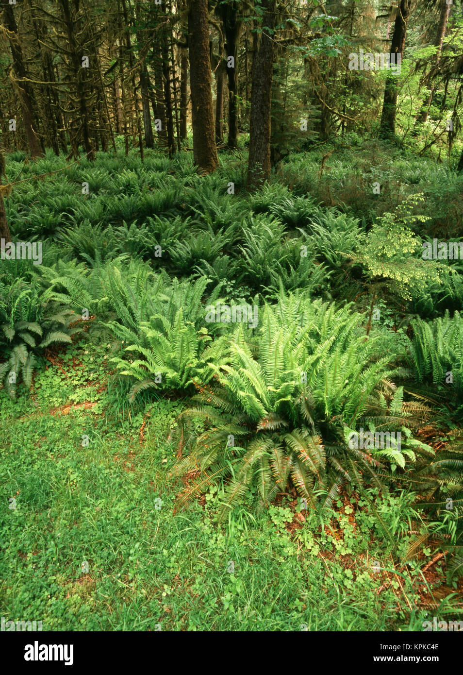 USA, Washington State, Olympic National Park, View of Hoh rainforest ...