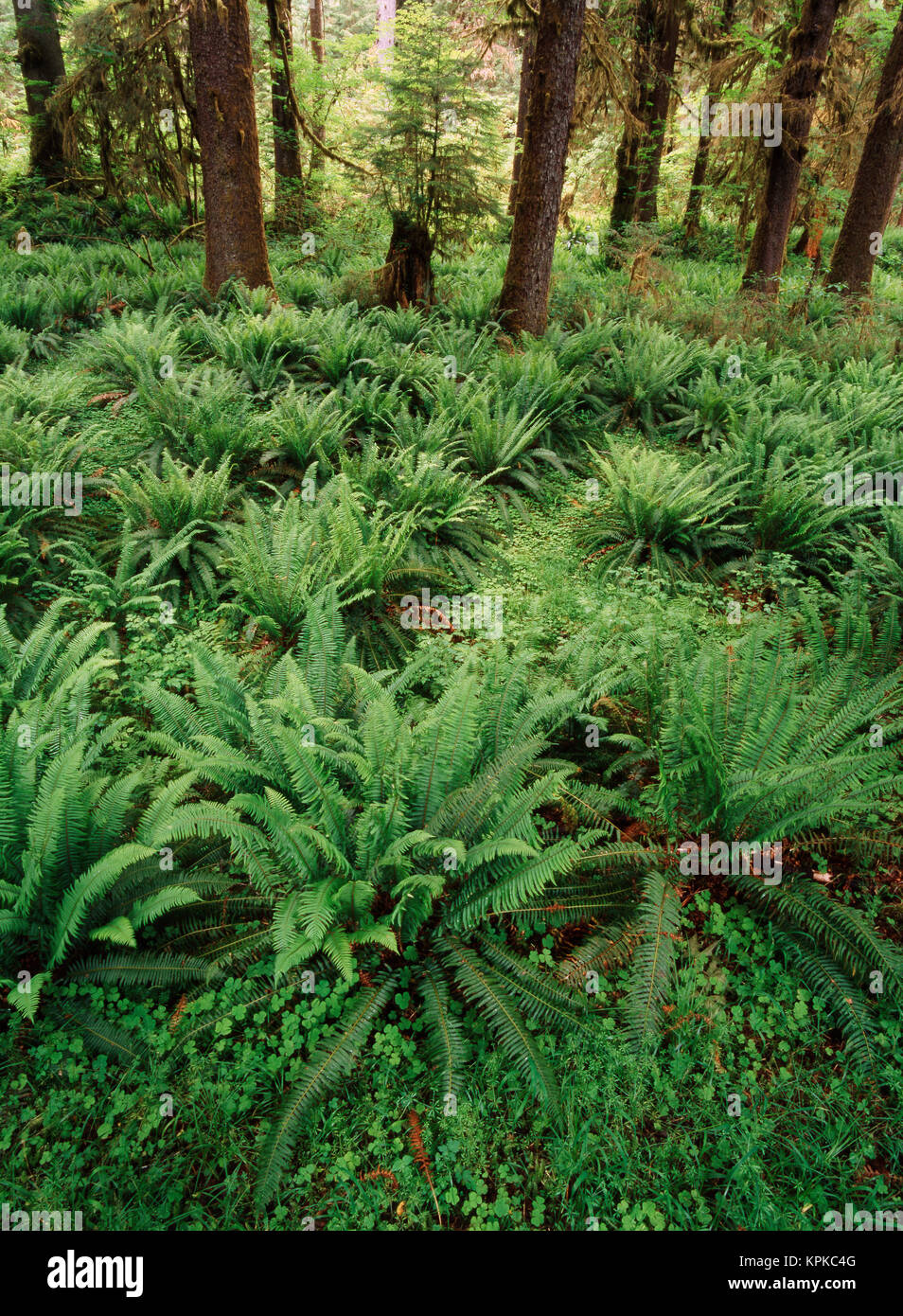 USA, Washington State, Olympic Peninsula, Olympic National Park, Lush ...