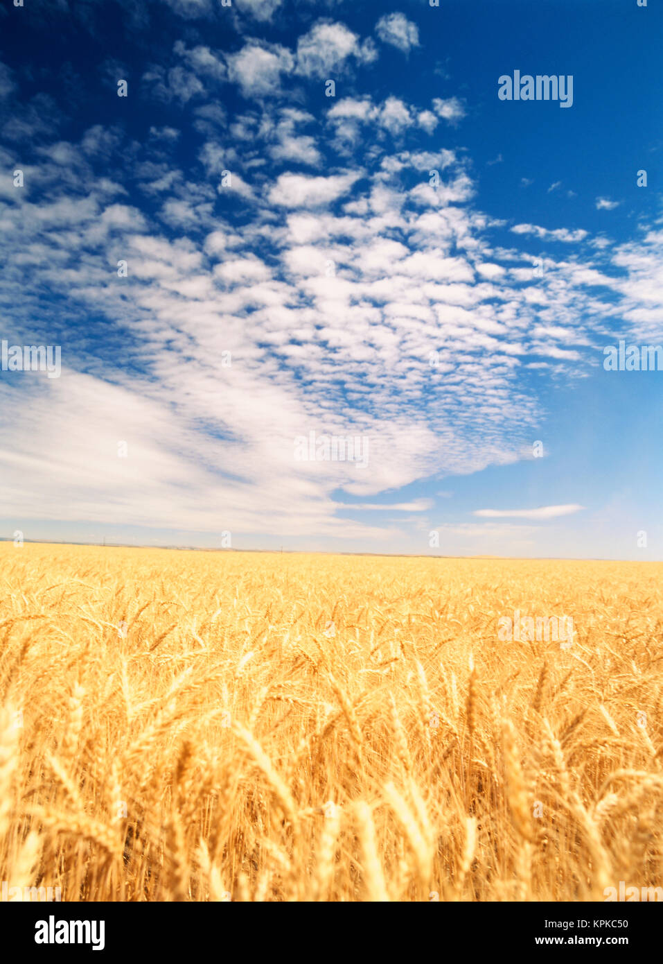 USA, Washington State, Palouse, View of wheat field (Large format sizes ...
