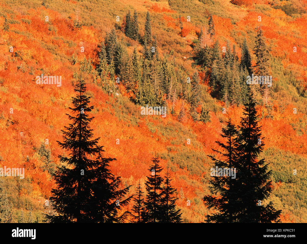 USA, Washington State, Stevens Pass, Blueberry bushes with fir tree in ...