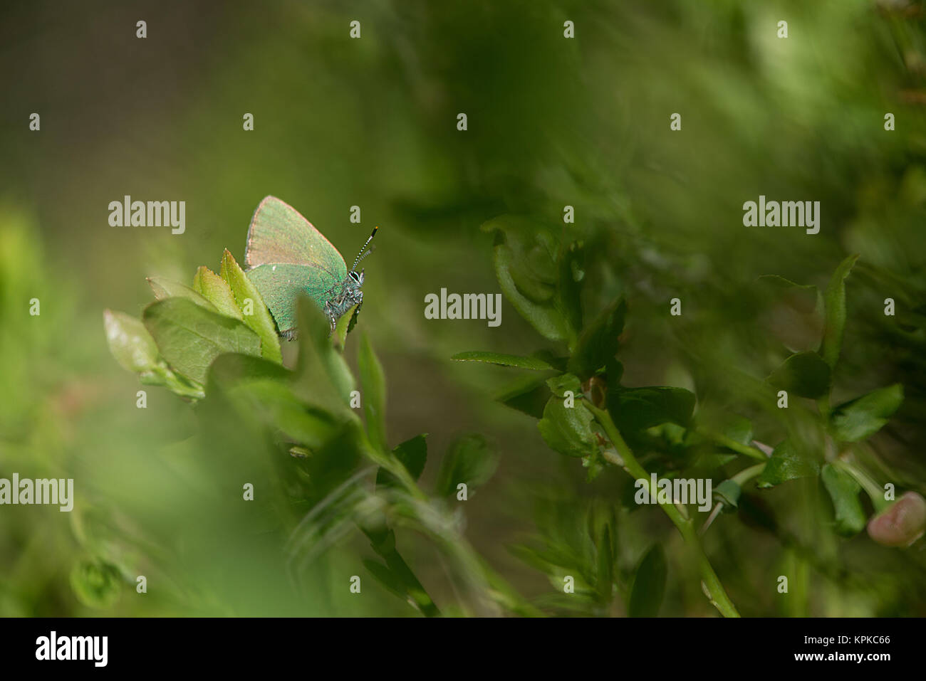 Butterfly callophrys rubi Stock Photo - Alamy
