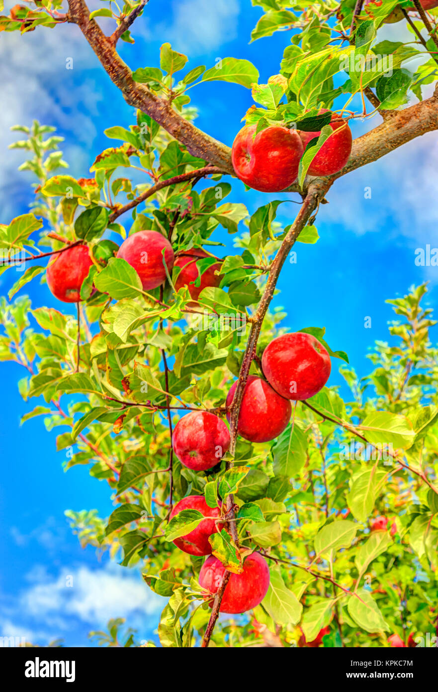 Yakima valley apples hi-res stock photography and images - Alamy