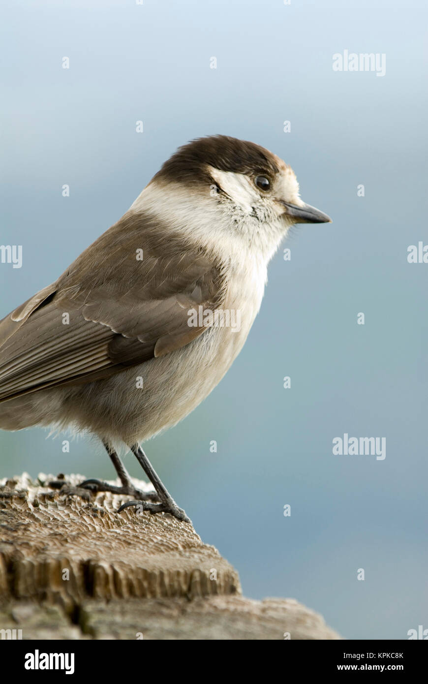 Gray Jay (Perisoreus canadensis), curious and bold. Earned nickname ...