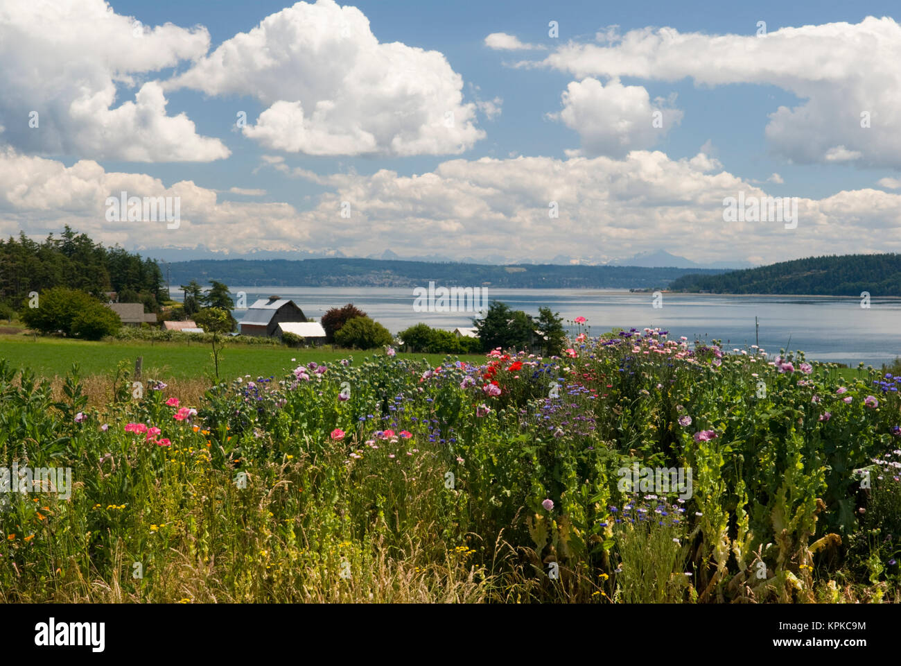 USA, WA, Island County, Whidbey Island. Spectacular spring day Penn ...