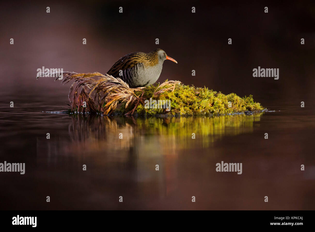 Water Rail in open water Stock Photo - Alamy