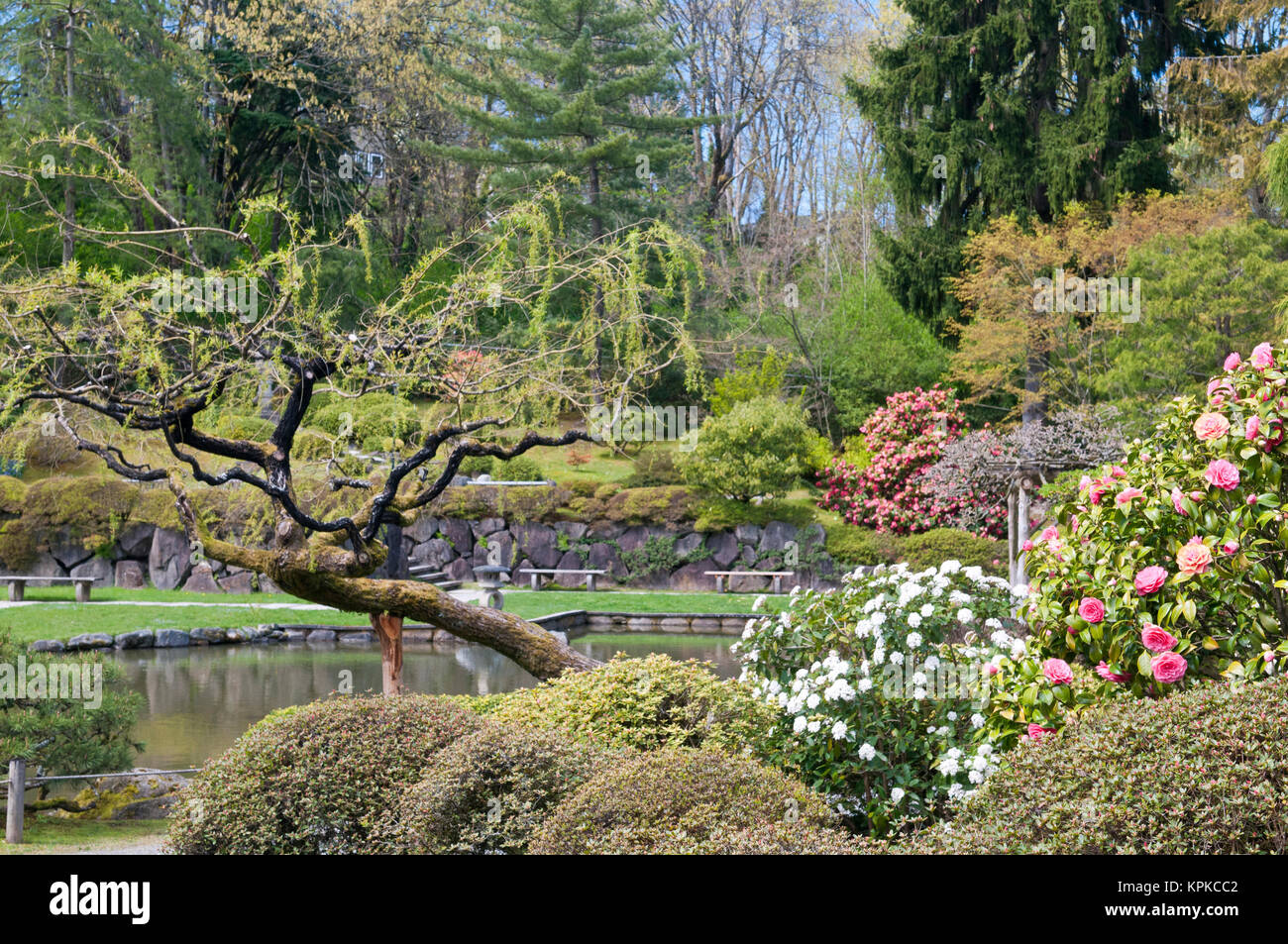USA, WA, Seattle. Japanese Gardens part of Washington Park Arboretum ...