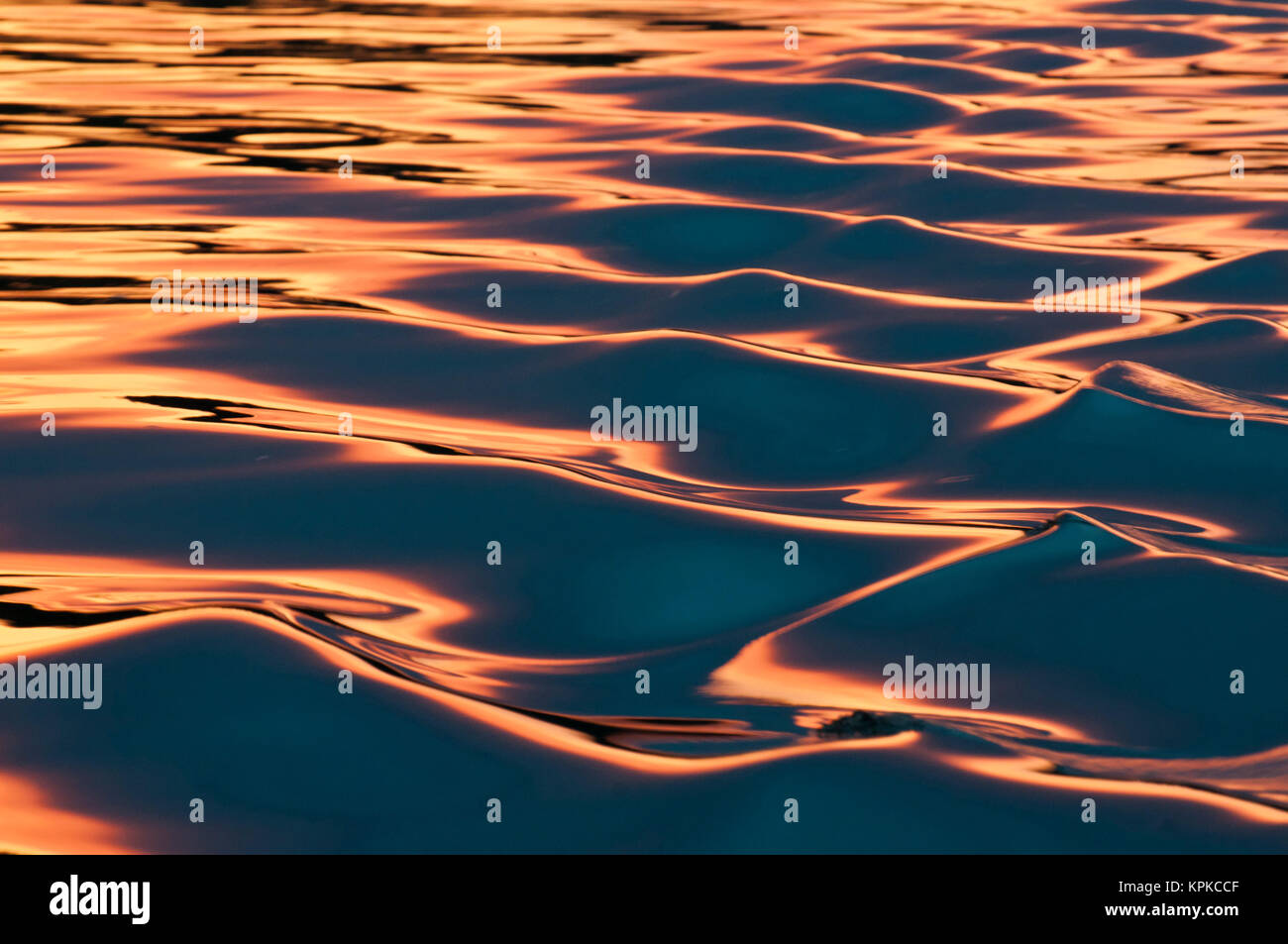USA, WA, Puget Sound. Sunset reflected off boat wake on calm waters ...
