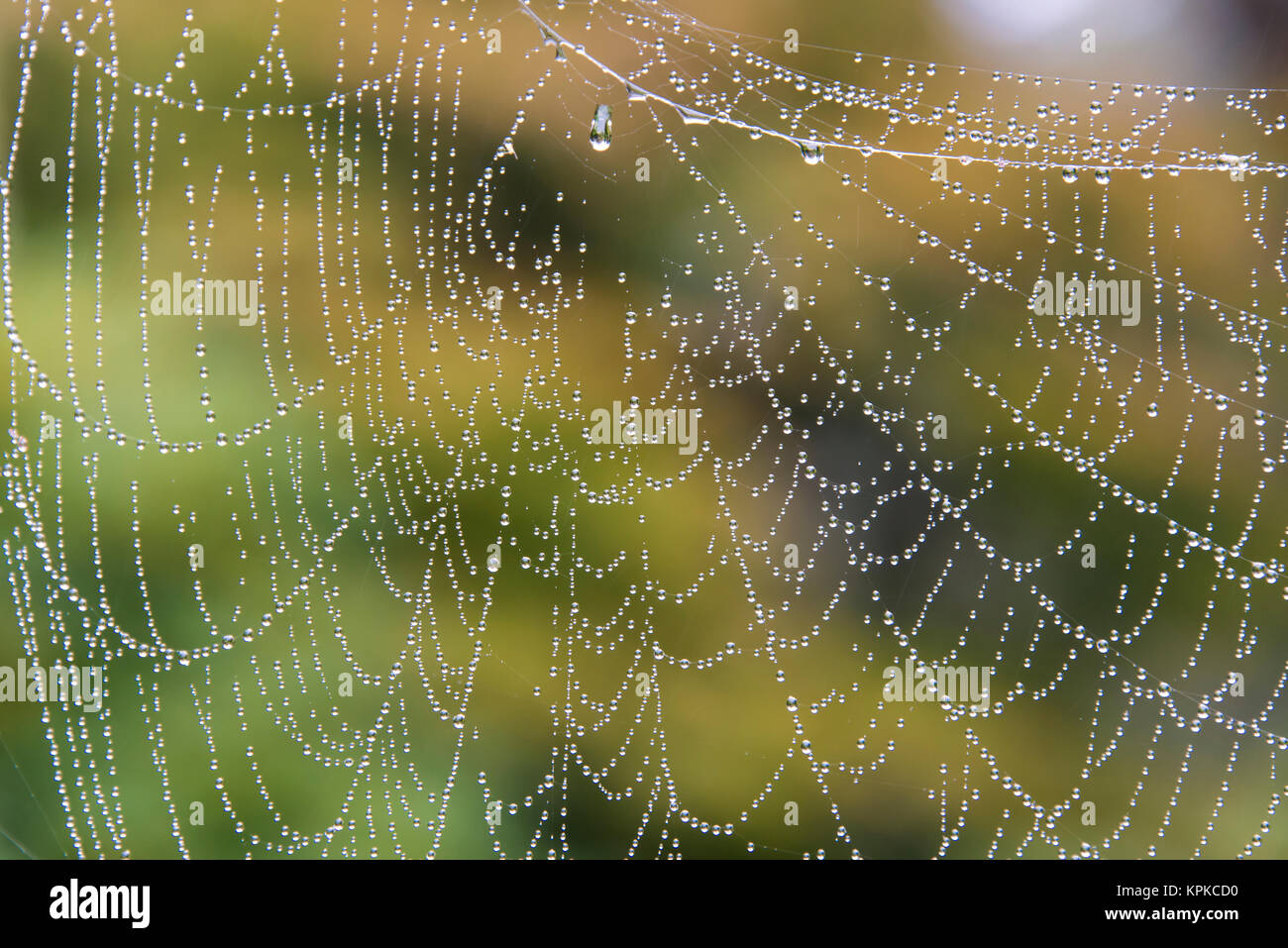 US, WA. Raindrops decorate spider web. Fall color backdrop Stock Photo ...