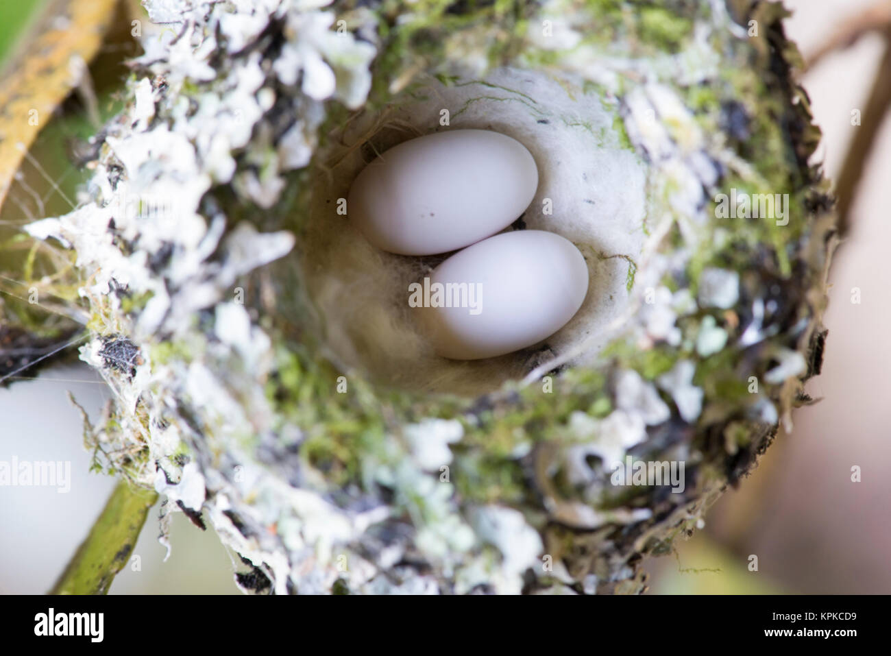 Blue Hummingbird Eggs