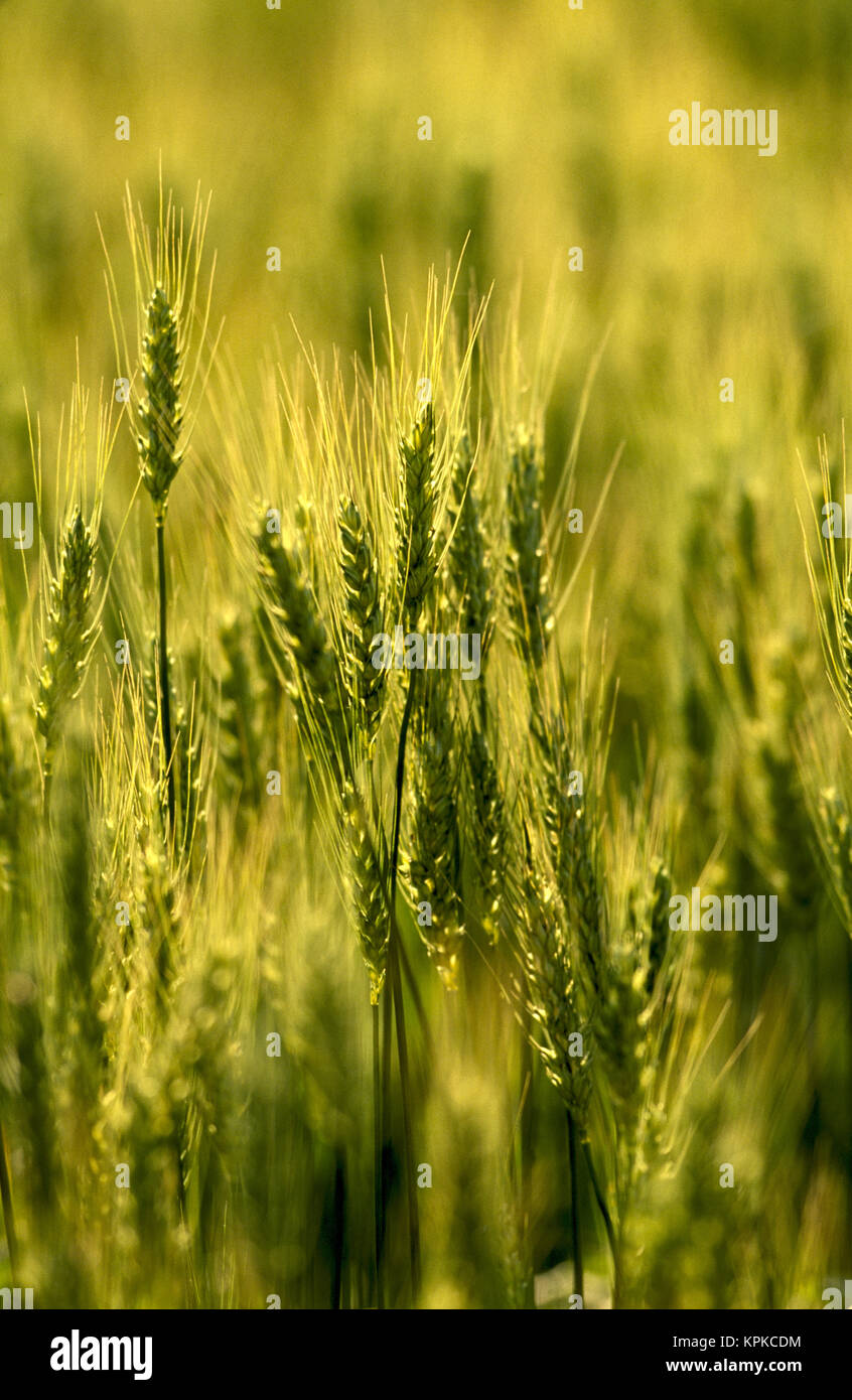 NA, USA, Washington State, Palouse Region, Wheat Crop Stock Photo - Alamy