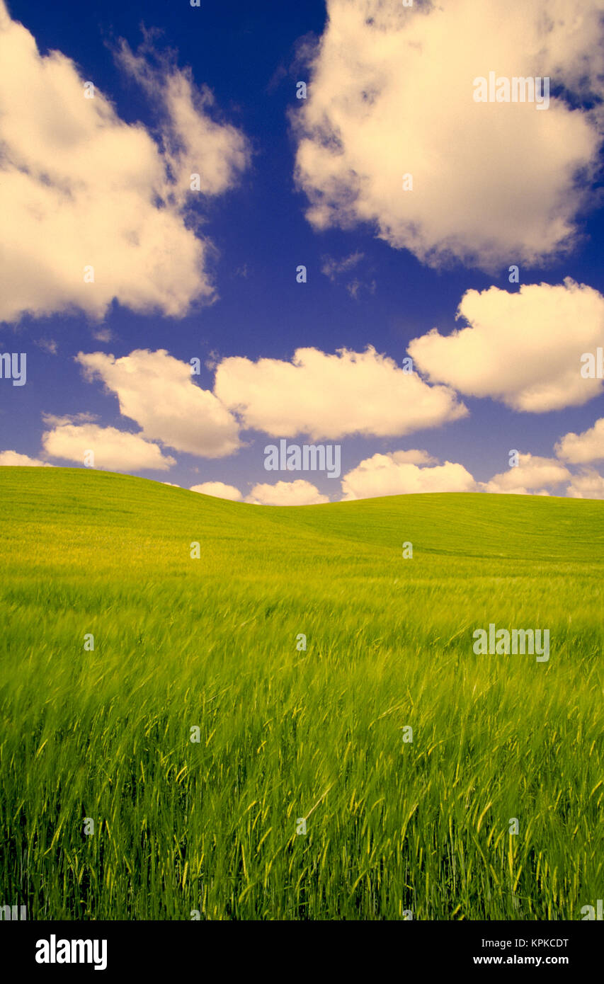 NA, USA, Washington State, Palouse Region, Green Barley Field & Clouds ...