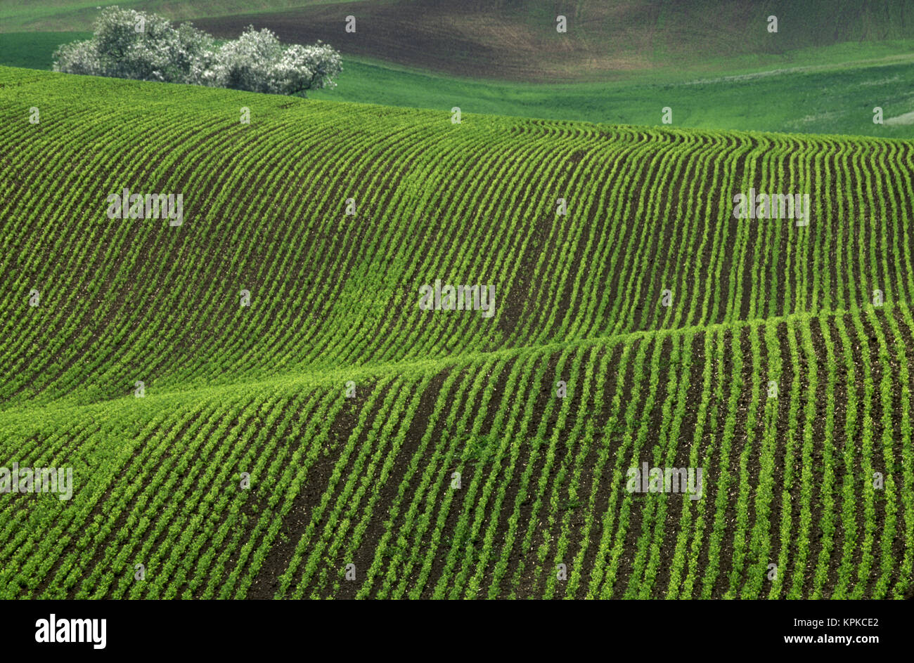 NA, USA, Washington State, Palouse Region, Spring Green Pea Fields ...