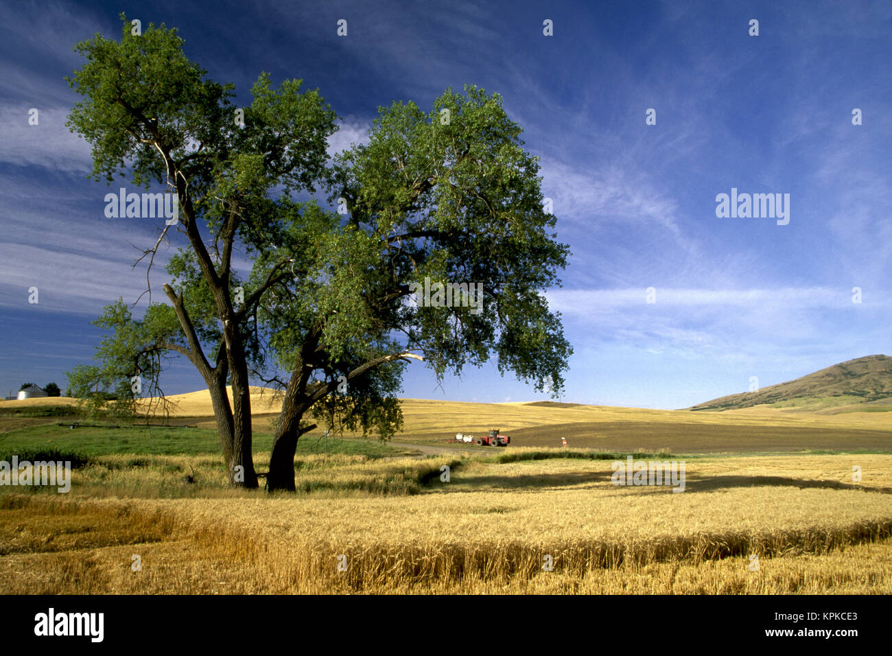 NA, USA, Washington State, Palouse Region, Lone Tree in Harvest Time ...