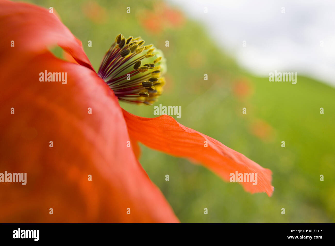 NA, USA, Washington State, Colfax, Fire Poppies Growing in the Palouse ...