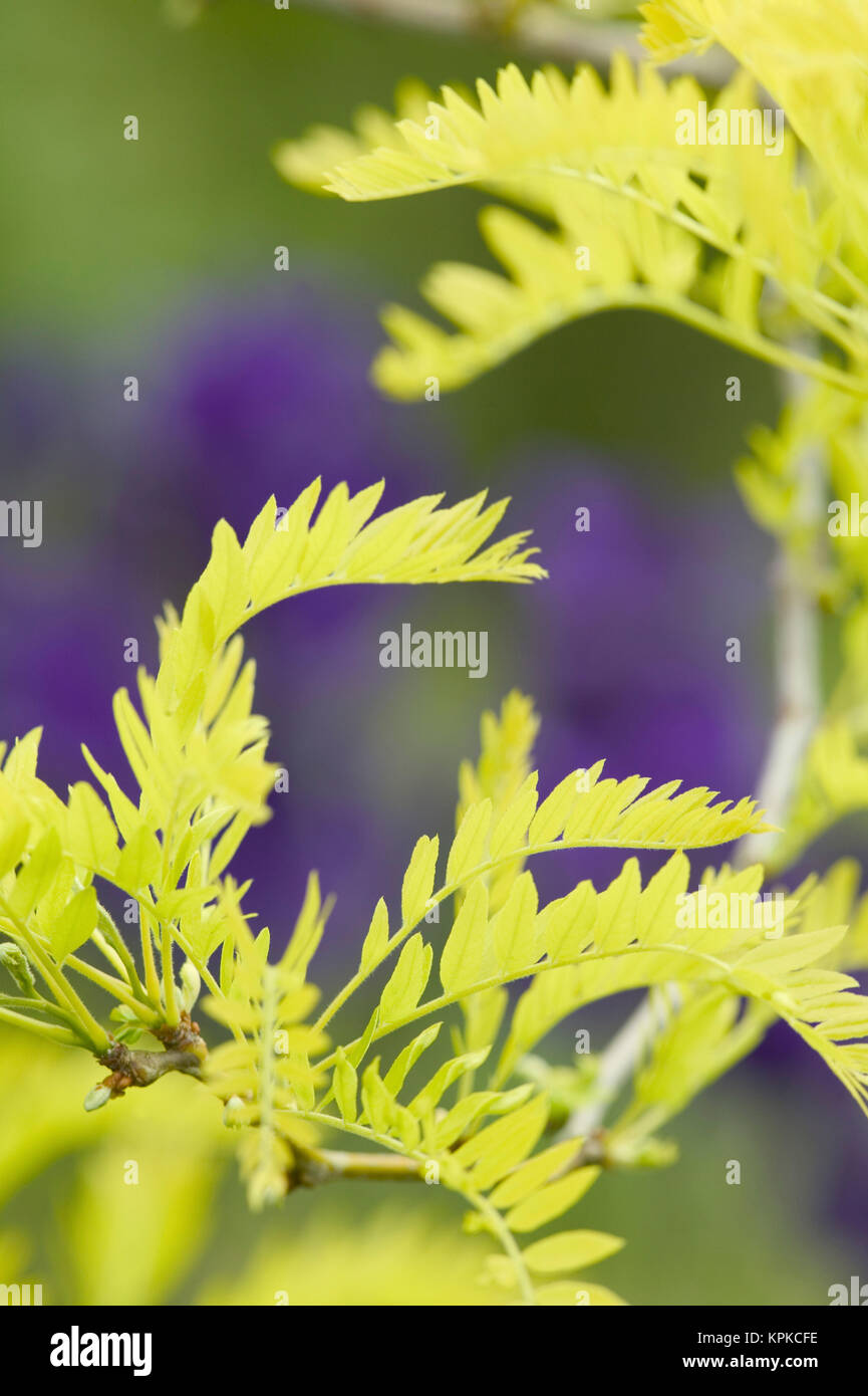 NA, USA, WashingtonState, Seattle, Backyard Flowers, Golden Locus Tree ...