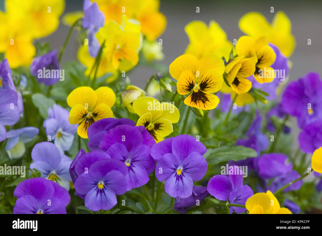 NA, USA, WashingtonState, Seattle, Backyard Flowers, Lavendar and ...