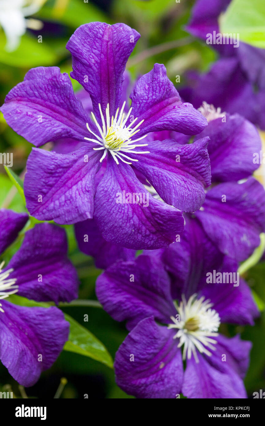 NA, USA, WashingtonState, Seattle, Backyard Flowers, Purple Clematis in ...