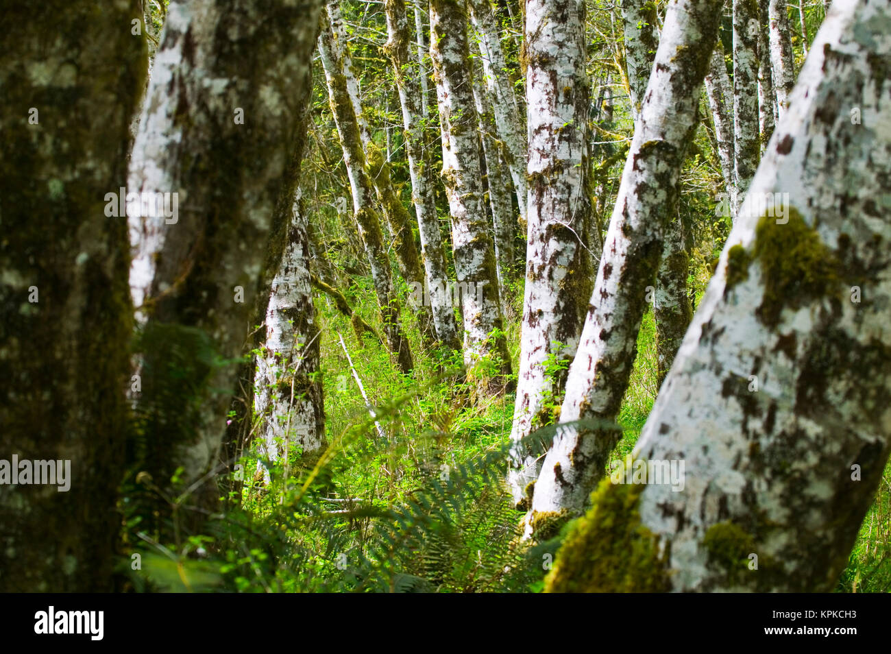 USA, Washington, Olympic National Park, Spring Alder Trees with Moss on ...