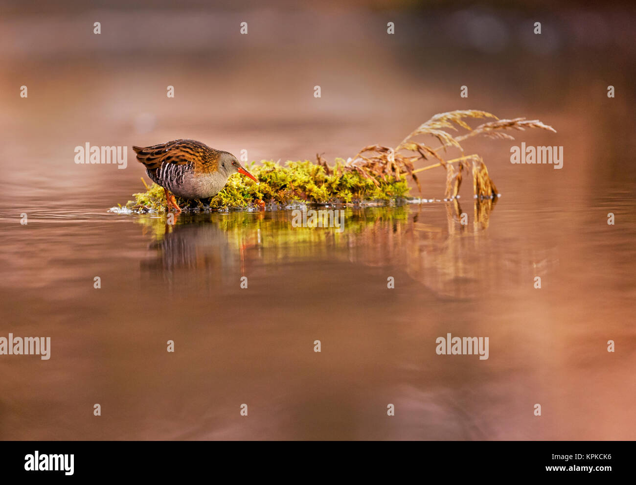 Water Rail in open water Stock Photo - Alamy