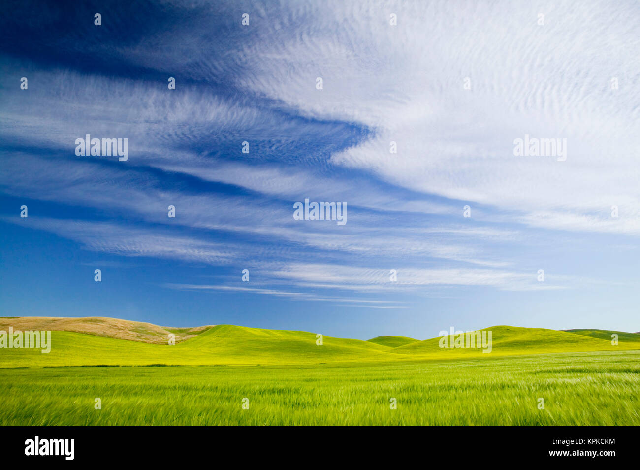 NA, USA, Washington, Palouse Counrty, Fresh Spring Barley and Wheat ...