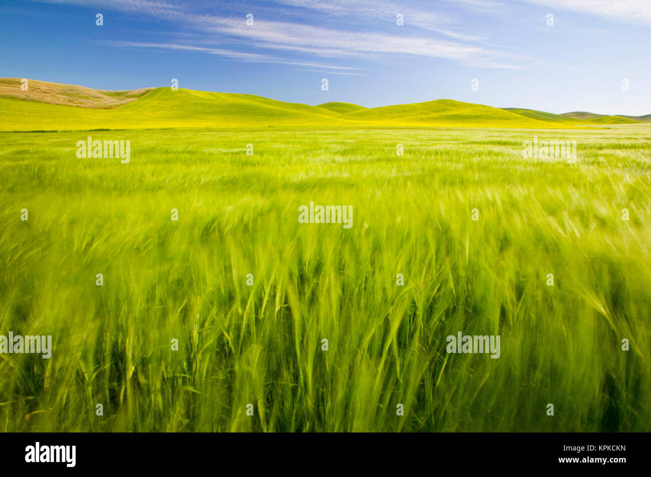 NA, USA, Washington, Palouse Counrty, Fresh Spring Barley and Wheat ...