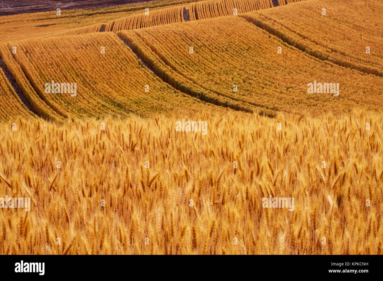 USA, Washington, Palouse Country, Fields of Golden Harvest Wheat Stock ...