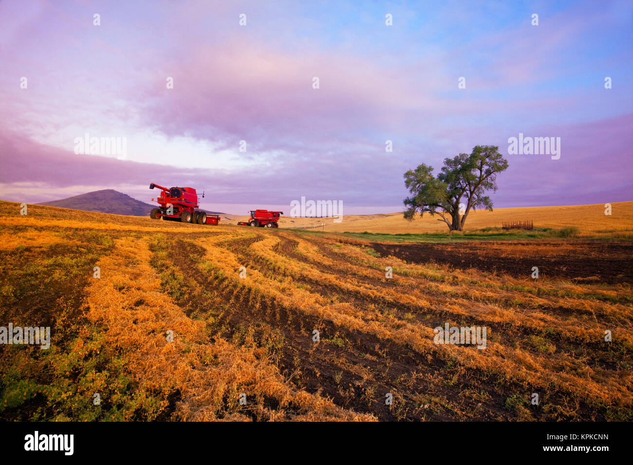 Swathing wheat hi-res stock photography and images - Alamy