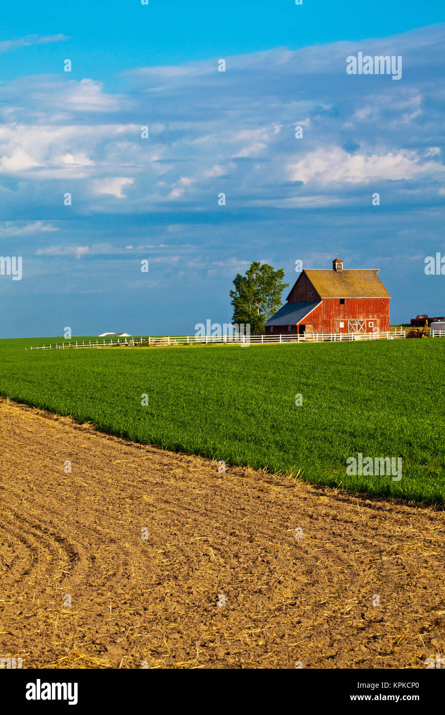 North America. USA. Washington. Red Barn in Spring Wheat Field. (PR ...