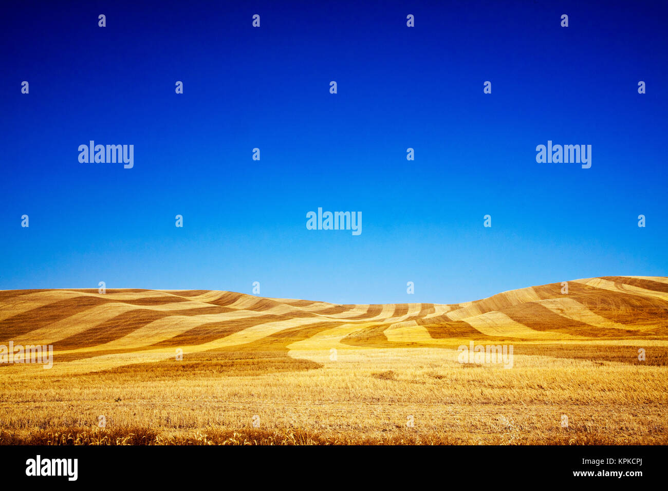 North America, USA, Washington, Palouse Country, Fields of Golden ...