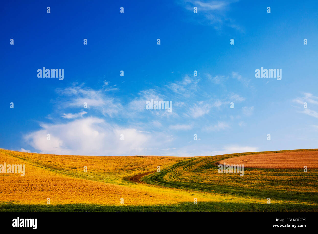 North America, USA, Washington, Palouse Country, Fields of Golden ...
