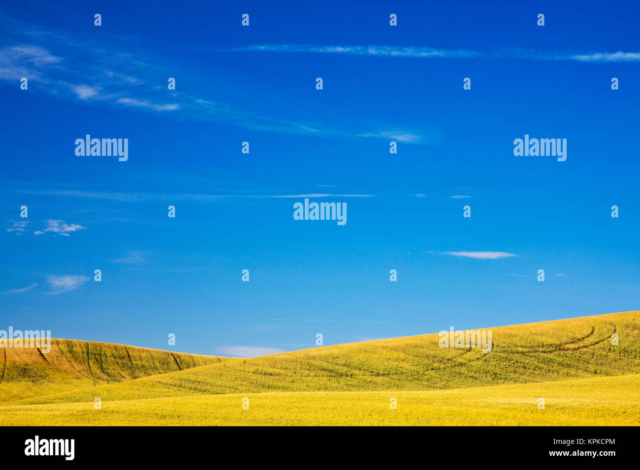 North America, USA, Washington, Palouse Country, Fields of Golden ...