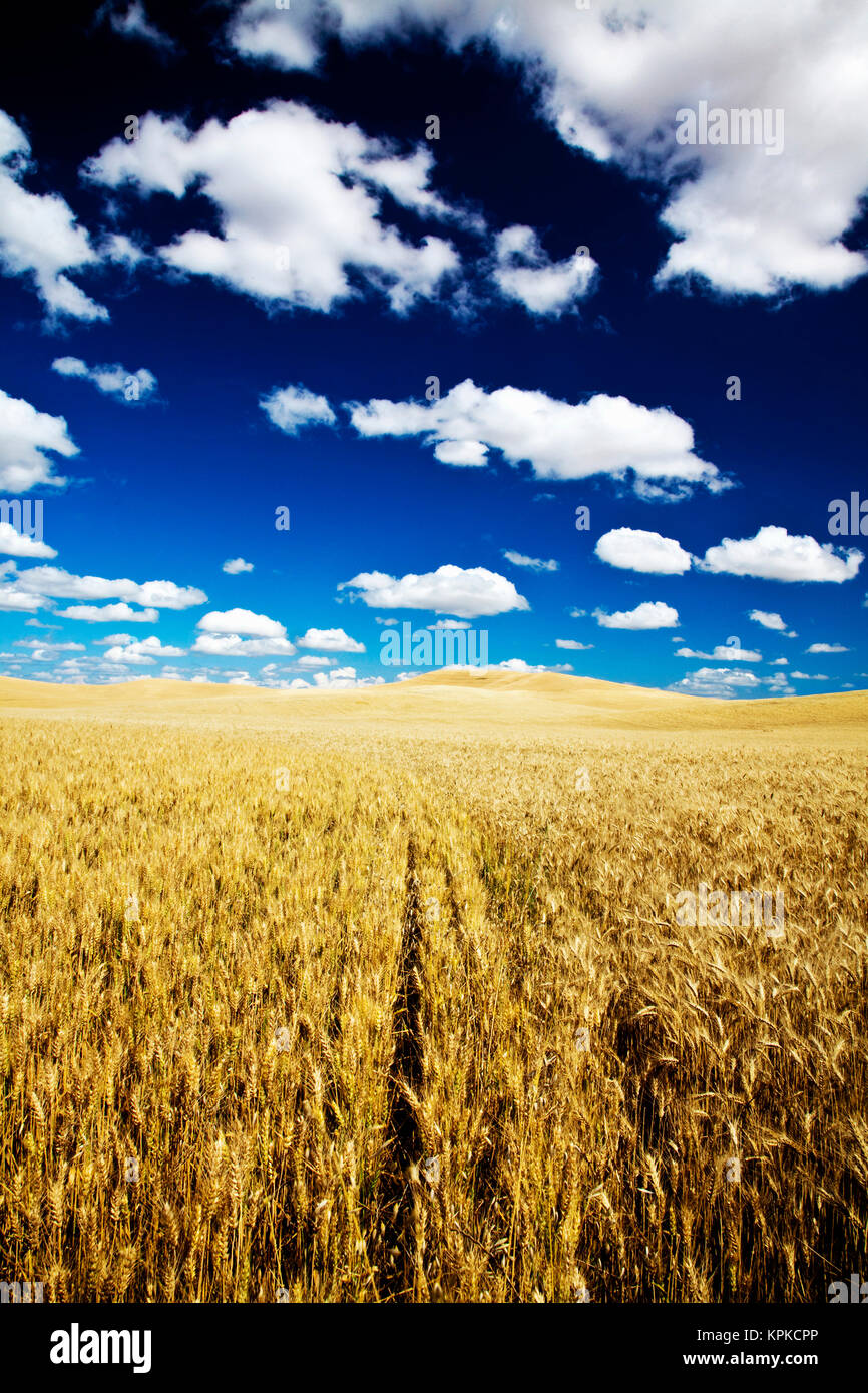 North America, USA, Washington, Palouse Country, Fields of Golden ...