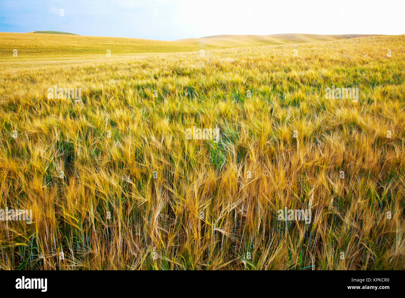North America, USA, Washington, Palouse Country, Fields of Golden ...