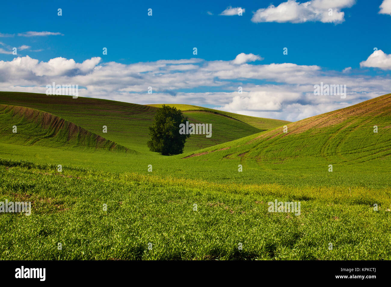 USA, Washington State, Colfax, Rolling Wheat Fields with Lone Tree ...