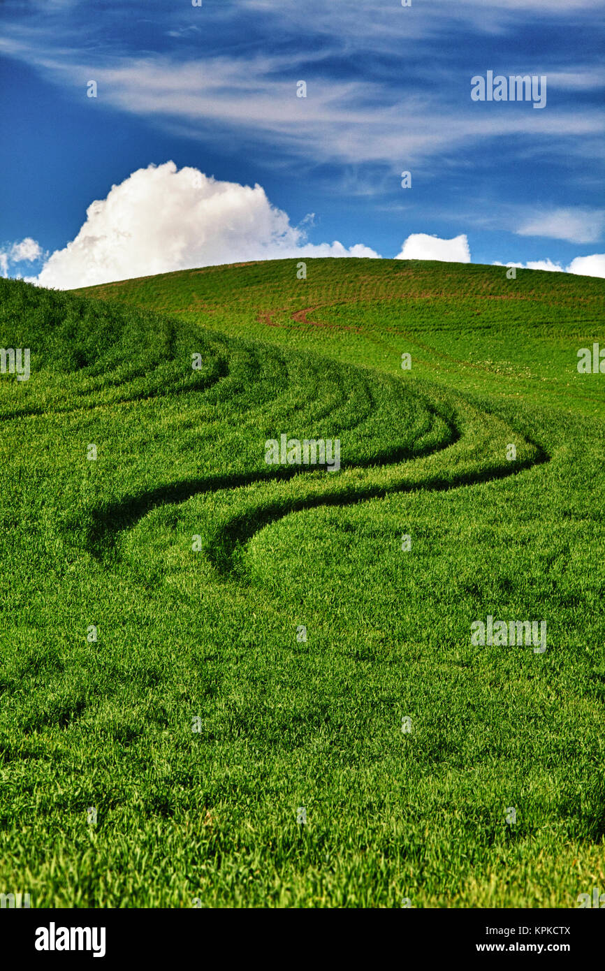 USA, Washington State, Palouse Country, Rolling Hills of Green Spring ...