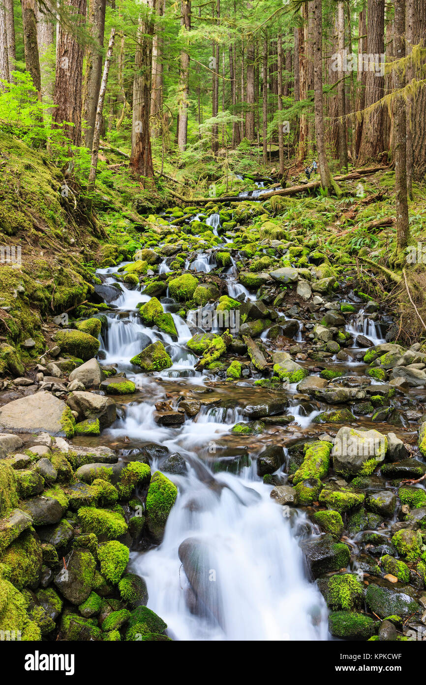 Small creek with waterfall. Olympic National Park, Washington, US Stock ...
