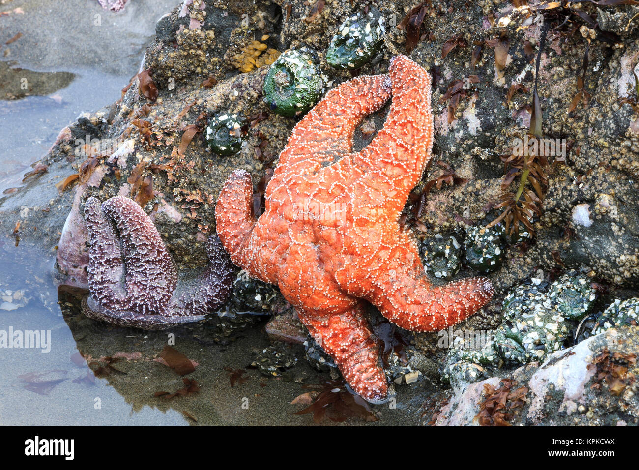 Starfish olympic national park washington hi-res stock photography and ...