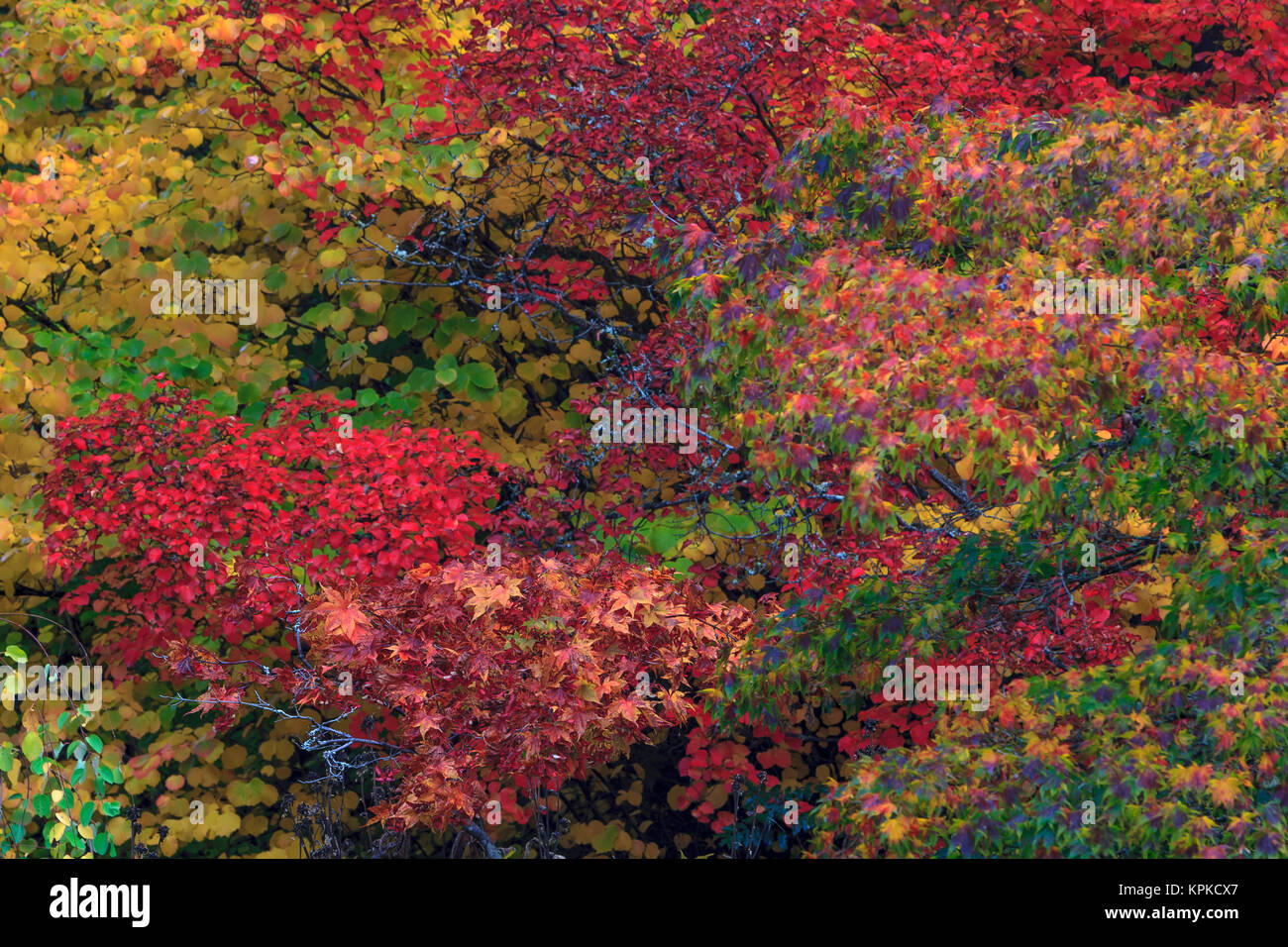 Fall colors Seattle Arboretum. Washington Stock Photo - Alamy