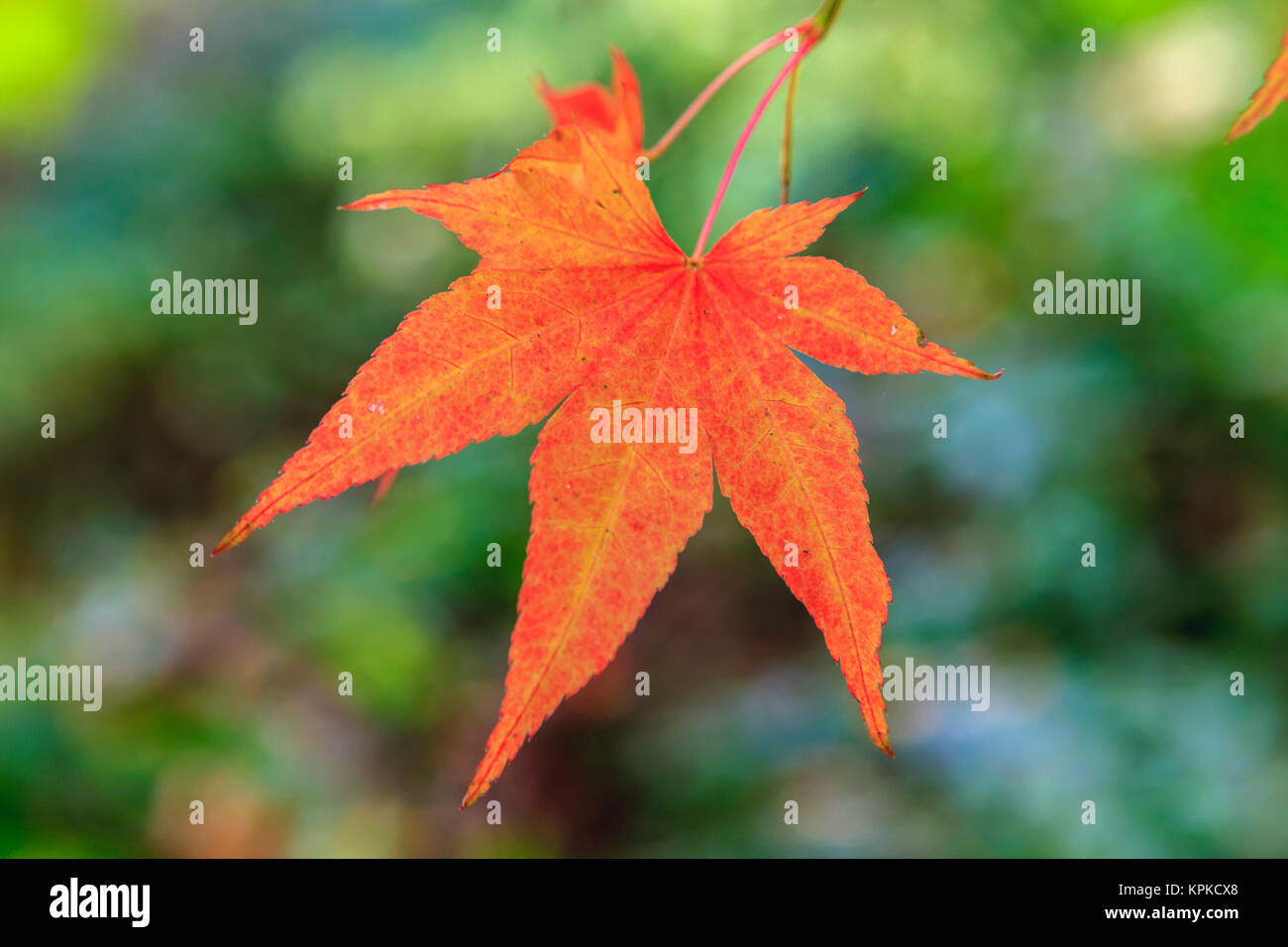 Leaf. Fall colors Seattle Arboretum. Washington Stock Photo - Alamy